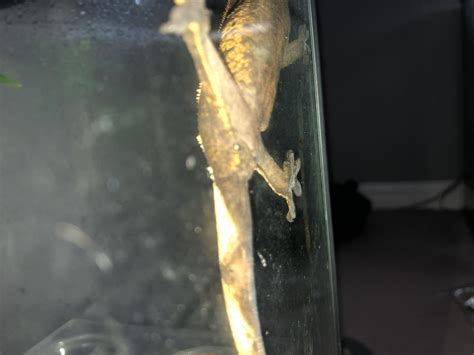 Can Someone Help Sex This Gecko Please Rcrestedgecko
