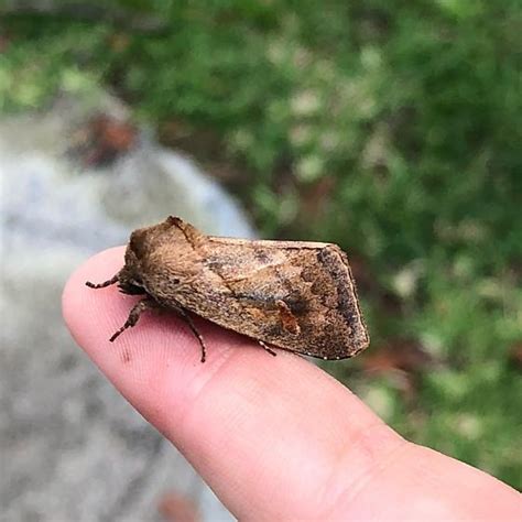 Florida Moth Bellura Bugguidenet