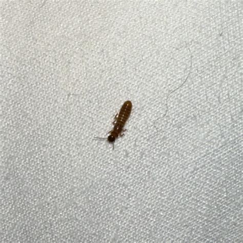 Small Brown Skinny Bug R Whatsthisbug