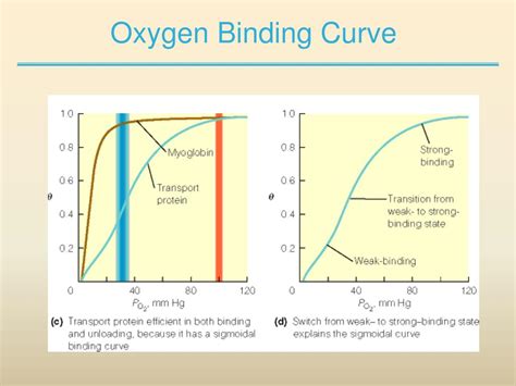 Ppt Chapter 5 1 Protein Function Reversible Binding Of Protein To A Ligand Powerpoint