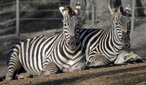 5 Ways To Avoid Duplicate Content And Indexing Issues On Your E