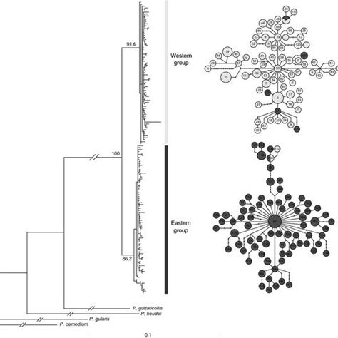 Maximum Likelihood Ml Reconstructed Phylogenetic Tree And