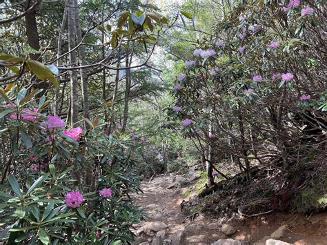石楠花が咲き乱れる瑞牆山へ 佑（たすく）さんの瑞牆山・金峰山の活動データ Yamap ヤマップ