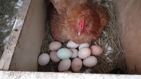 청계닭 Chicken 이 알을 품으려고 품안으로 알 12개를 안으로 끌어 당기는 장면입니다 Youtube