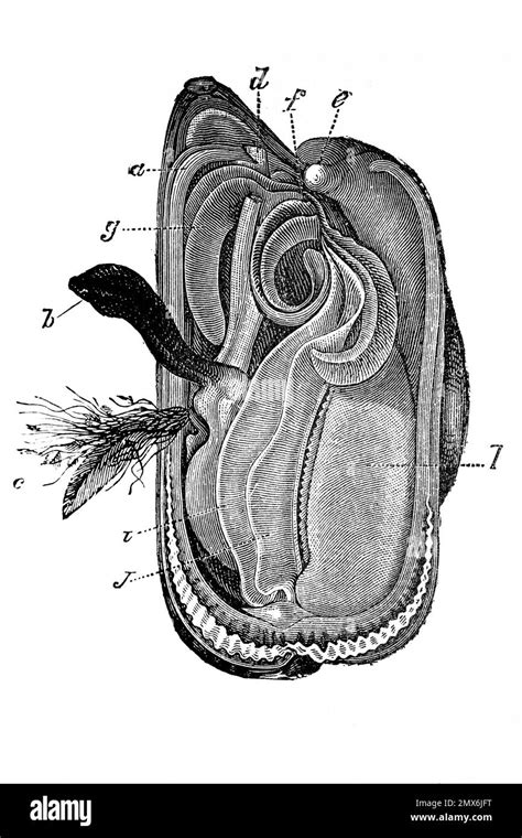 Diagram Of Mussel Mytilus Edulis Antique Illustration From A Medical