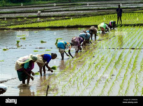 Rice Paddy Seedlings Transplanting The Field At Coimbatore Tamil Nadu
