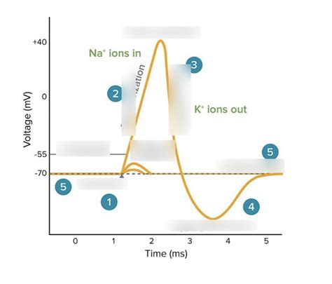 Action Potential Diagram Quizlet Action Potential Diagram Quizlet
