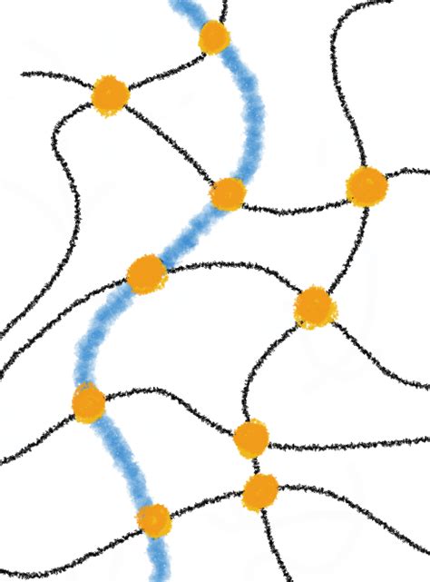 15 Crosslinked Network Positions That Can Be Crosslinked Are Marked Download Scientific