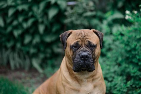 Bullmastiff Dog Breed Information And Characteristics
