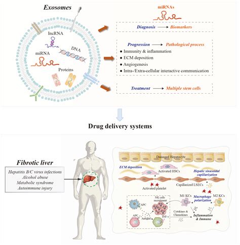 WIREs RNA 外泌体microRNAs在肝纤维化诊断和治疗中的应用 外泌体资讯网