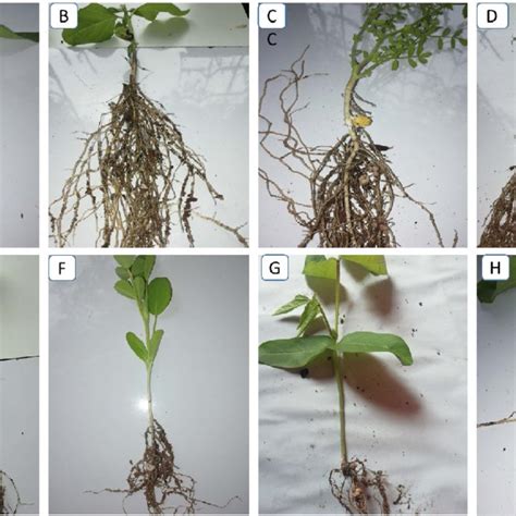 Pdf Isolation And Characterization Of Rhizobia From The Root Nodule Of Some Cultivated Legume