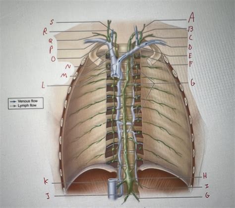 Lymphatic Trunk Definition Quizlet At Catharine Blanco Blog