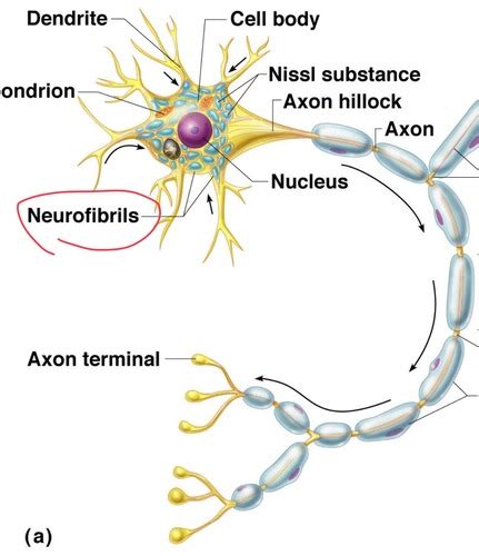 Nervous System Flashcards Quizlet