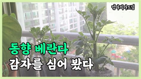 동향 베란다에서 감자 키우면 현실 베란다 텃밭 결과 동향에 베란다 텃밭이란 Youtube