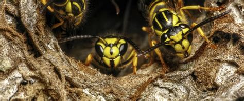 An Overview Of Yellow Jacket Habitats