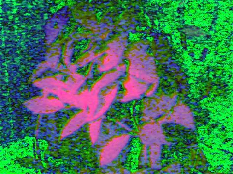 Nircam Images Of A Plant Under Ir Light With Opencv Filters Myrobotlab