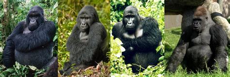 Do Several Species Of Gorillas Exist Berggorilla And Regenwald