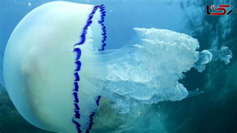 عروس های دریایی چابهار 550 مسافر نوروزی را گزیدند