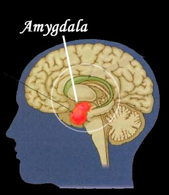 Taking Back Over After An Amygdala Hijacking Life Skills Resource Group