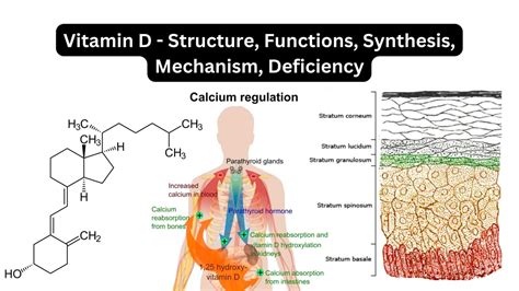 Vitamin A Structure Functions Properties Source And Deficiency Biology Notes Online