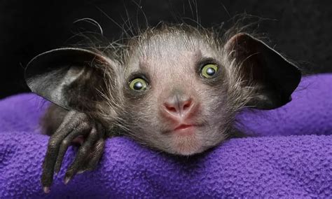Aye Aye Unique Lemur Of Madagascar Facts Behavior