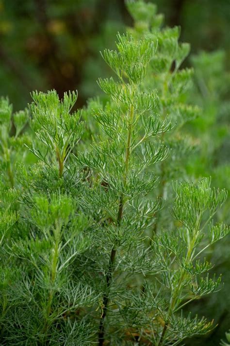 Botanical Collection Of Medicinal And Cosmetic Plants And Herbs Artemisia Abrotanum Or