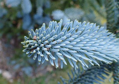 Noble Fir Abies Procera 18 Seeds For Planting
