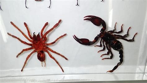 15 Scorpion Centipede Cicada Beetle Spider Collection Set Teaching Kit Bm1 Eur 230 69 Picclick Fr