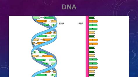 The Molecular Basis Of Inheritance Class 12 Pptx Chemistry Science
