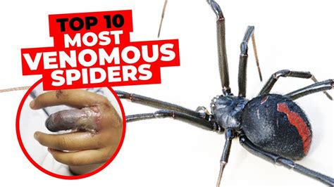 The Worlds Most Venomous Spiders Youtube