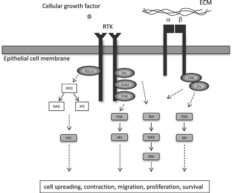 Signaling Pathways Activated By Receptor Tyrosine Kinases Rtk And