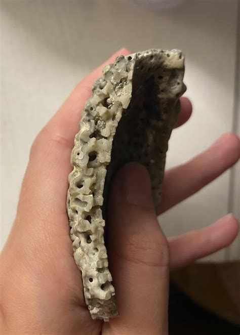 modern or fossil clamshell either from naples or cocoa beach fl can t remember r fossilid