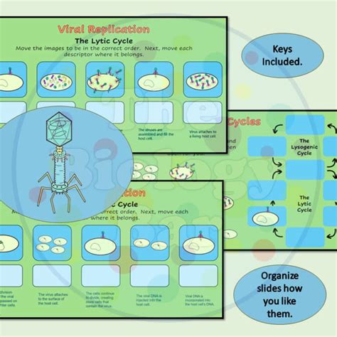Lytic Vs Lysogenic Cycle Interactive Activity Virus Replication