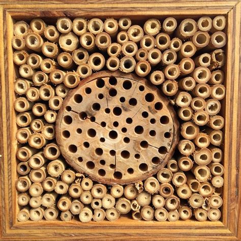 Premium Photo Close Up Of Bug House