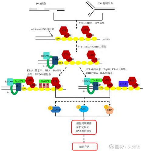 合成致死新兴靶点研发进展 药渡daily 微茫 1922年，哥伦比亚大学摩尔根实验室的遗传学家calvin Bridges，在黑腹果蝇身上发现 雪球