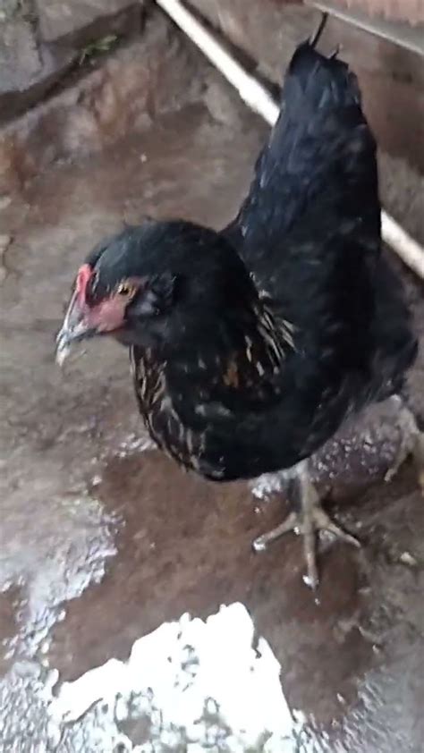 Mi Polla Canpusa Youtube