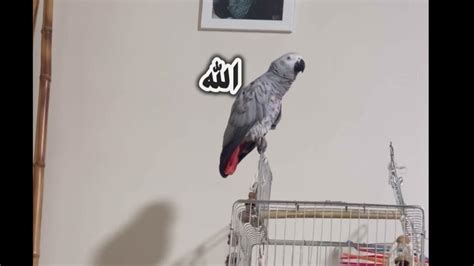 صحبت های شازده با خدا و من 😅🤣کاسکو پرنده طوطیسخنگو Youtube