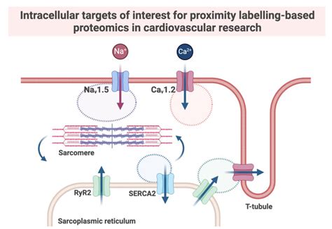 Proximity Based Labelling For Proteomic Mapping Imperial News