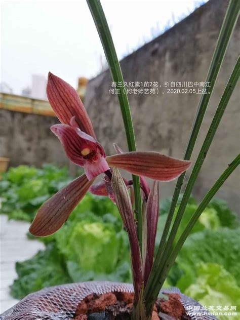 春兰久红简介 紫气东来 春丽 第10页 大山谷图库