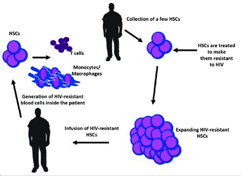 Stem Cell Transplantation Download Scientific Diagram
