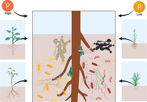 How Do High Phosphate Concentrations Affect Soil Microbial Communities