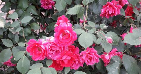 Контрольна робота з зарубіжної літератури для 11 класу за темою Сучасна література в юнацькому