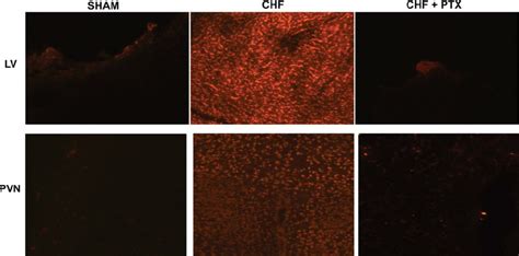 Detection Of Reactive Oxygen Species Ros By Dihydroethidium Dhe
