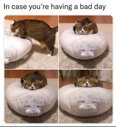 Cheer Up Meme