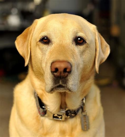 Golden Labrador Dog Labrador Retriever Yellow Labrador Retriever