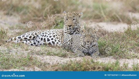 Leopard Mating Couple In Sabi Sands Game Reserve Stock Image CartoonDealer Com 180652405