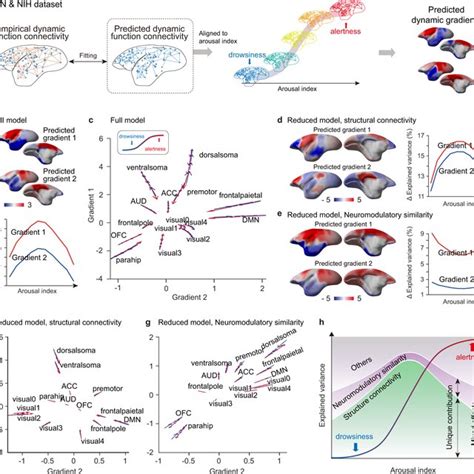 Structure Basis Of Functional Connectivity Gradients In Marmoset A