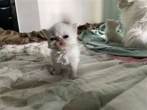 White Peki Face Male Kitten Cats 1108946092