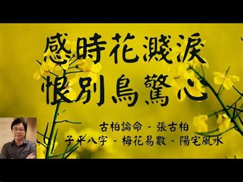 八字命理講座 傷官 感時花濺淚 恨別鳥驚心 YouTube