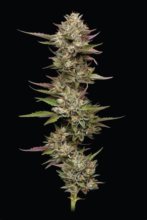 Moon Fog Feminized Cannabis Seeds Cannabis Seeds Humboldt Seed Company
